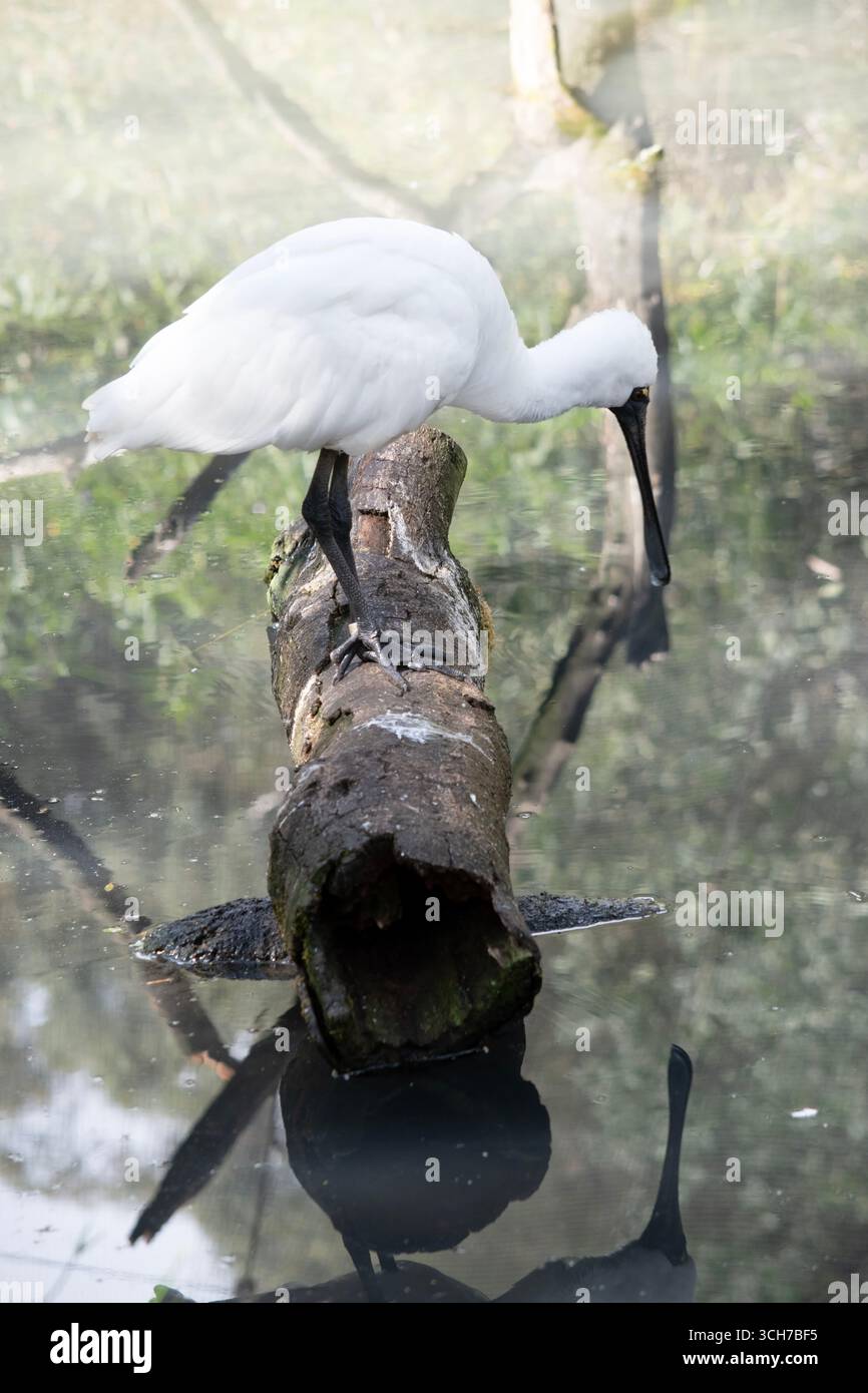 The royal spoonbill is a large white sea bird with a black bill that ...