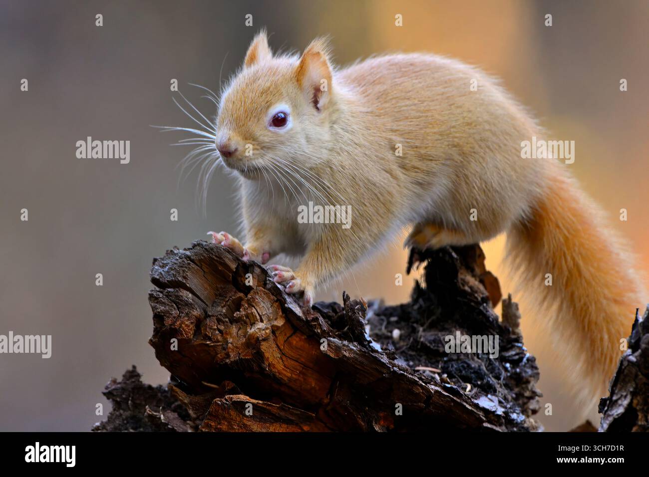 A red squirrel with leucistic qualities,Tamiasciurus hudsonicus ...