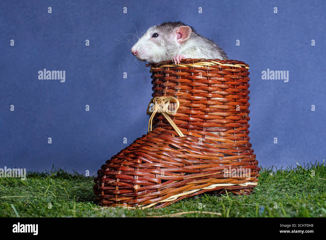 Cute dumbo rat sitting hi-res stock photography and images - Alamy