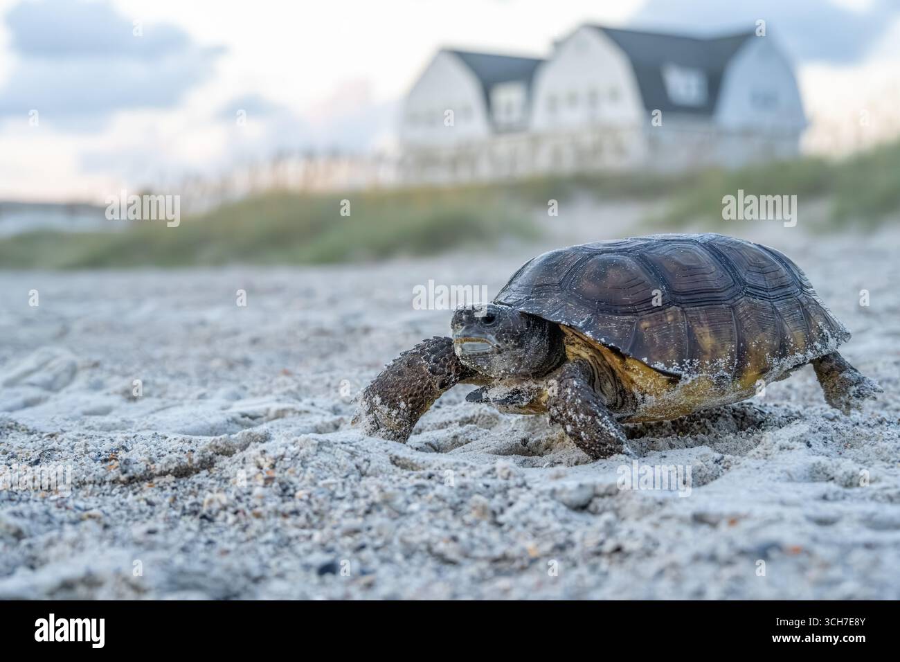 Fernandina beach elizabeth pointe hi-res stock photography and images ...