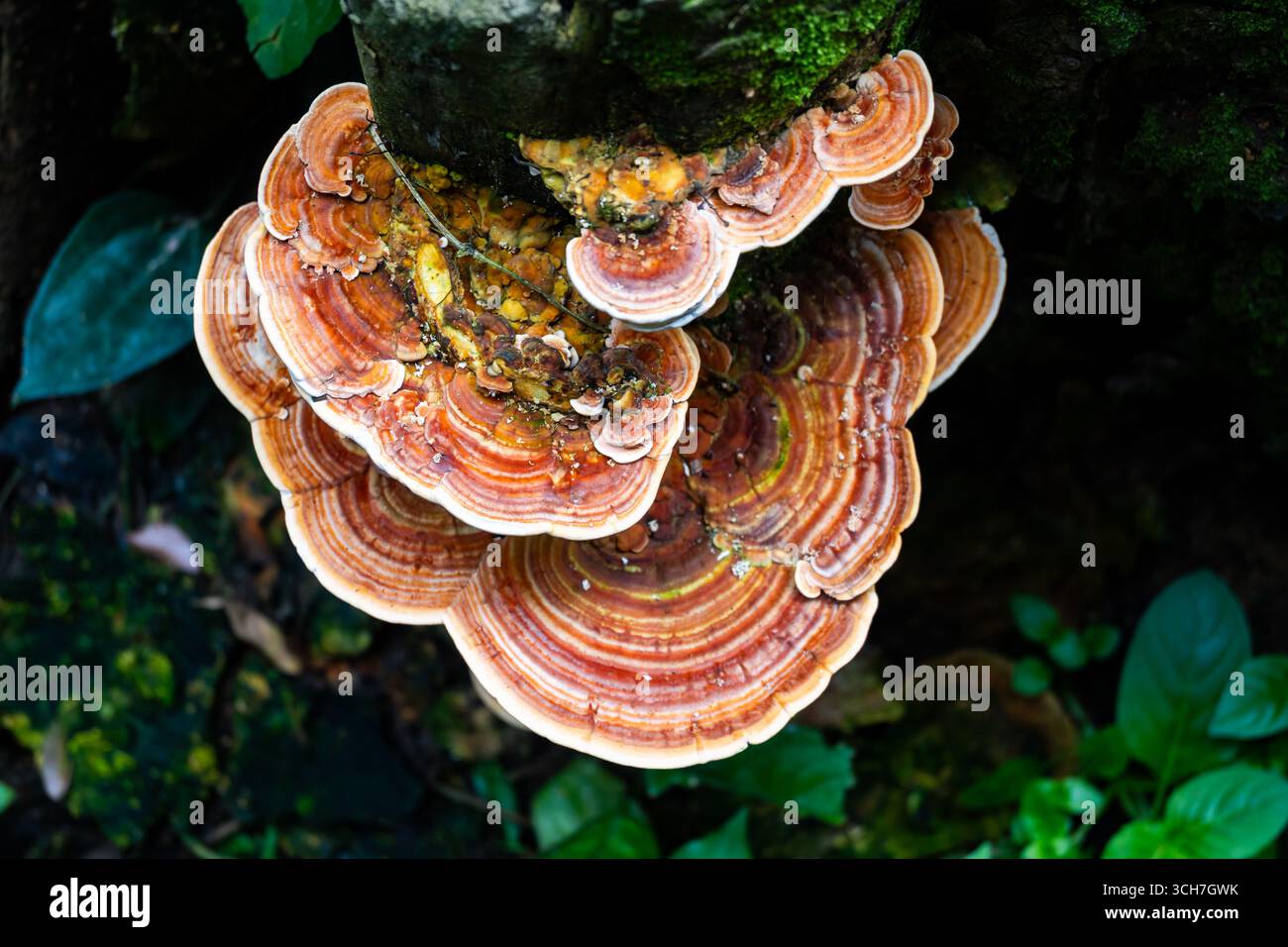 A stack of fungi Yellow Stemmed Micropore (Microporus xanthopus) in ...