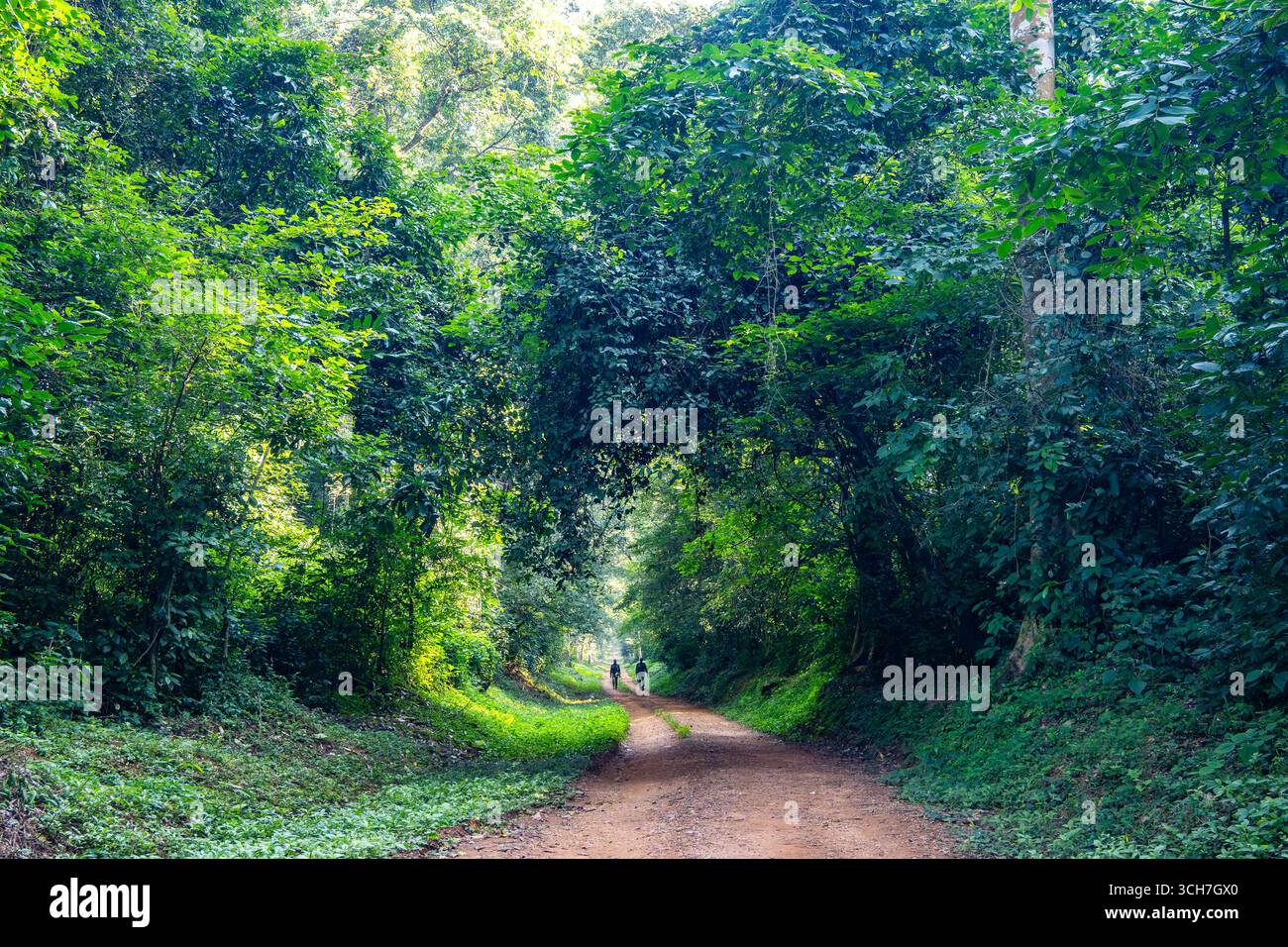 Two park rangers walking on forest trail of the famous "Royal Mile" at ...