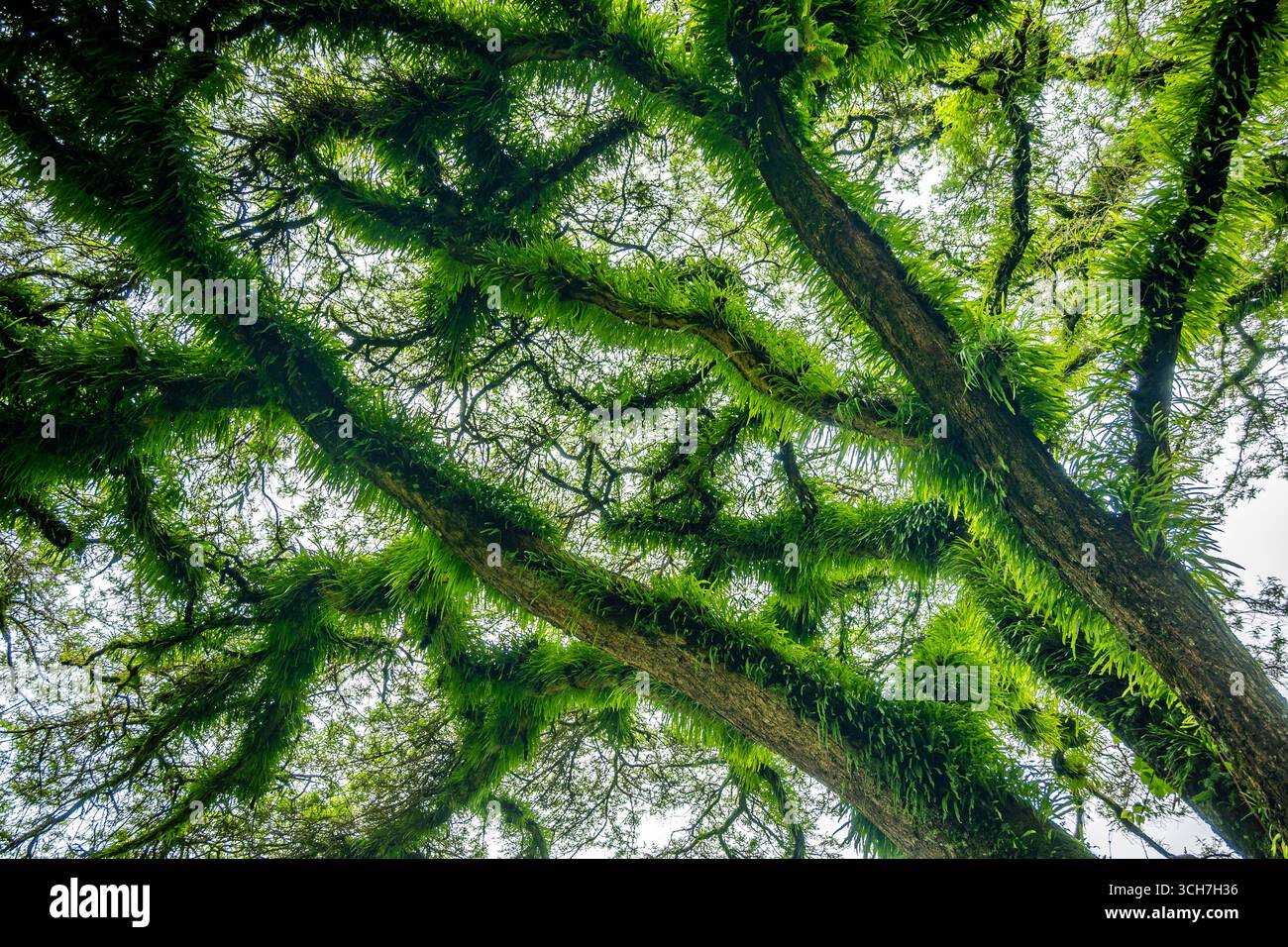 Tree branches covered by bright green ferns. Mount Elgon National Park ...