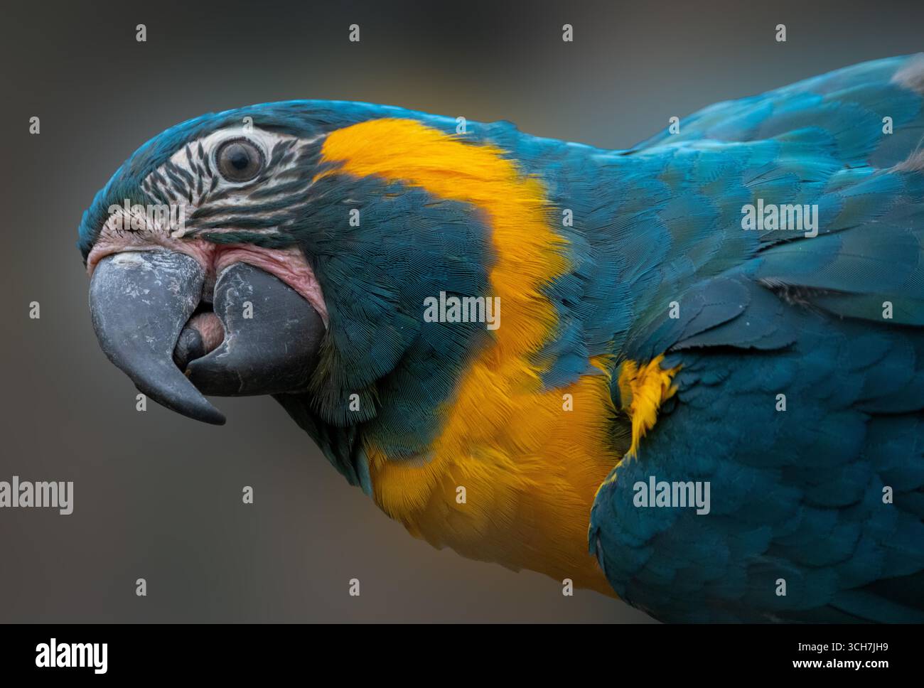The Blue-Throated Macaw (Ara glaucogularis), also known as the Caninde ...
