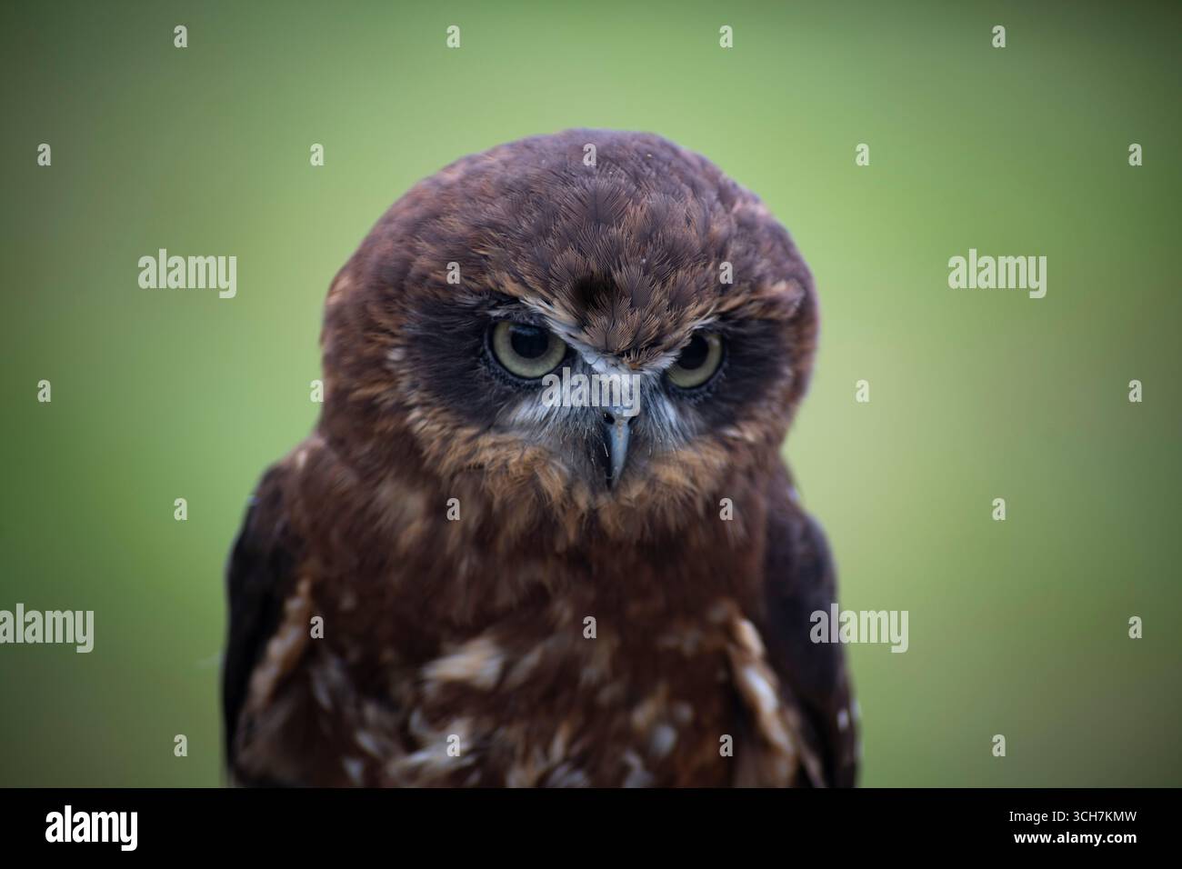 The Australian Boobook (Ninox boobook), is a species of owl native to ...