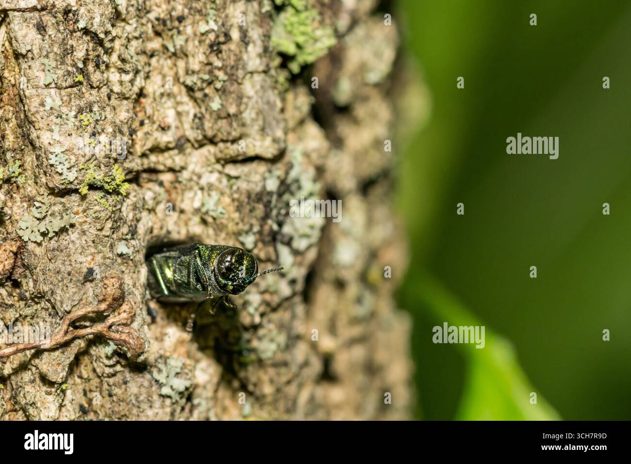 Black ash tree emerald ash borer insect hi-res stock photography and ...