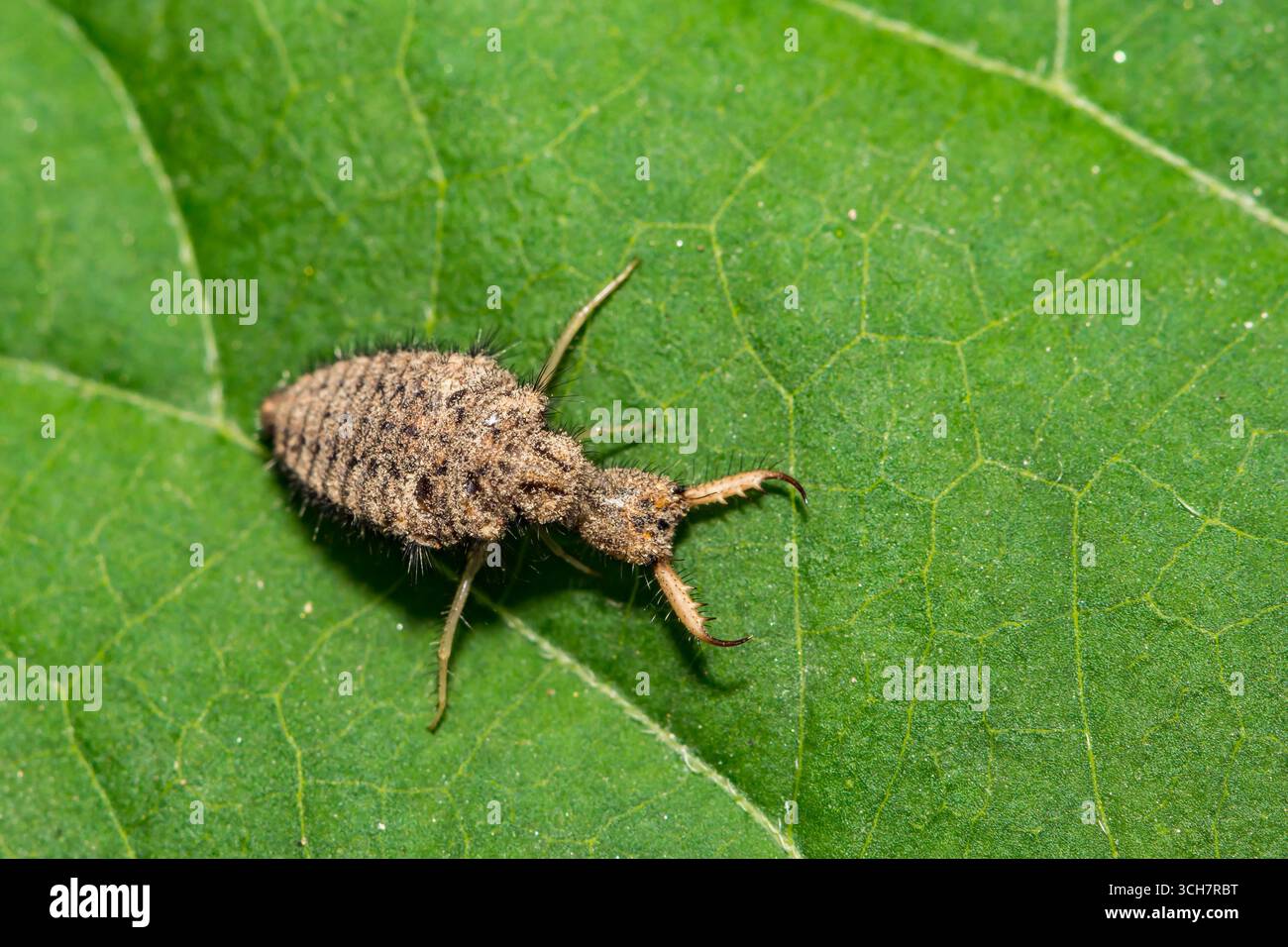 Antlion larvae hi-res stock photography and images - Alamy