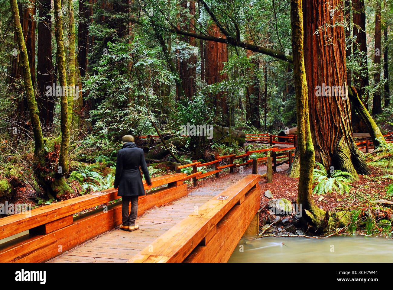Woman walking on a footpath through the redwoods hi-res stock ...