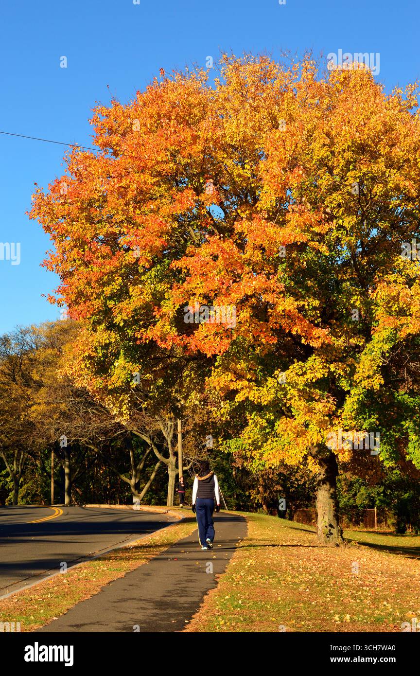 An adult woman walks along a path surrounded by fall foliage in ...