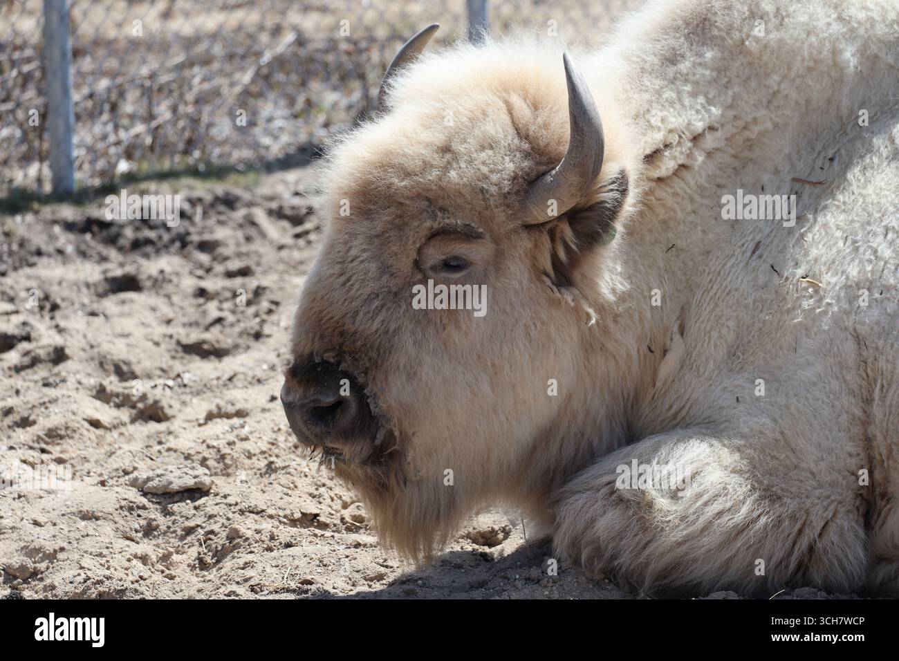 close-up in profile portrait rare white adult Great Plains Bison ...