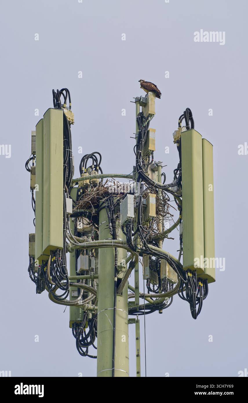 Suburban osprey hi-res stock photography and images - Alamy
