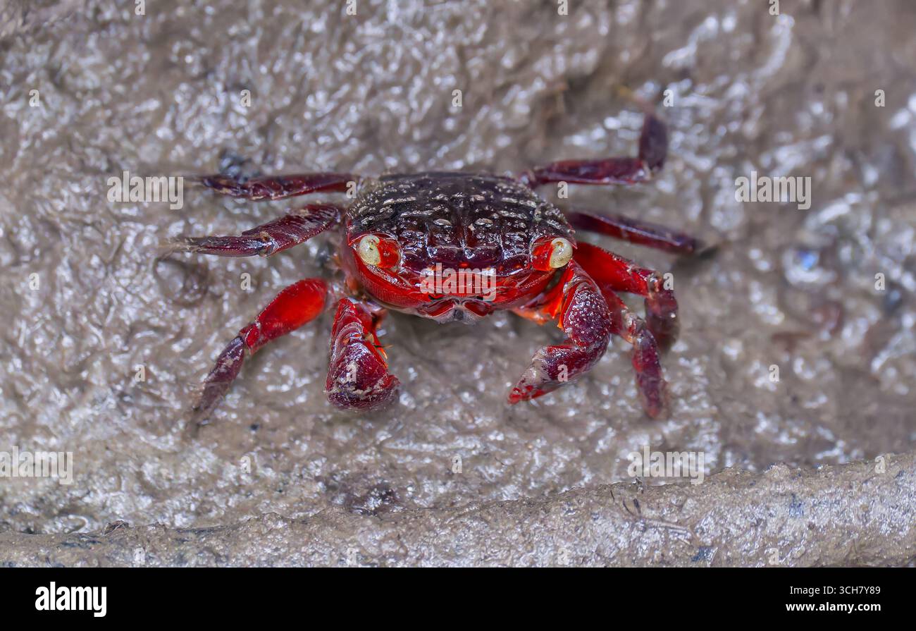 A Maroon mangrove crab (Parasesarma messa) exposed on mud mudflats in ...