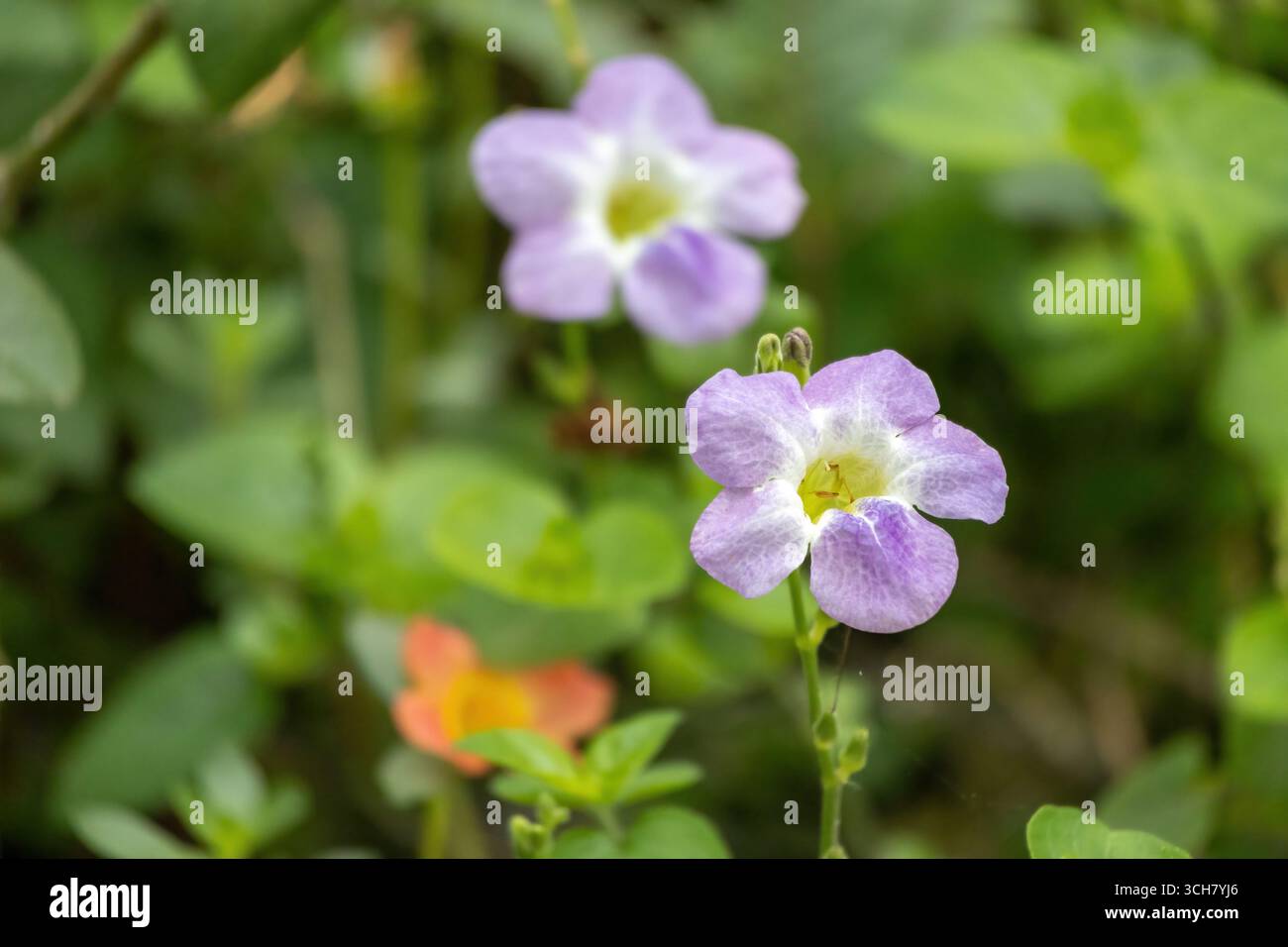 Asystasia gangetica flower known hi-res stock photography and images ...