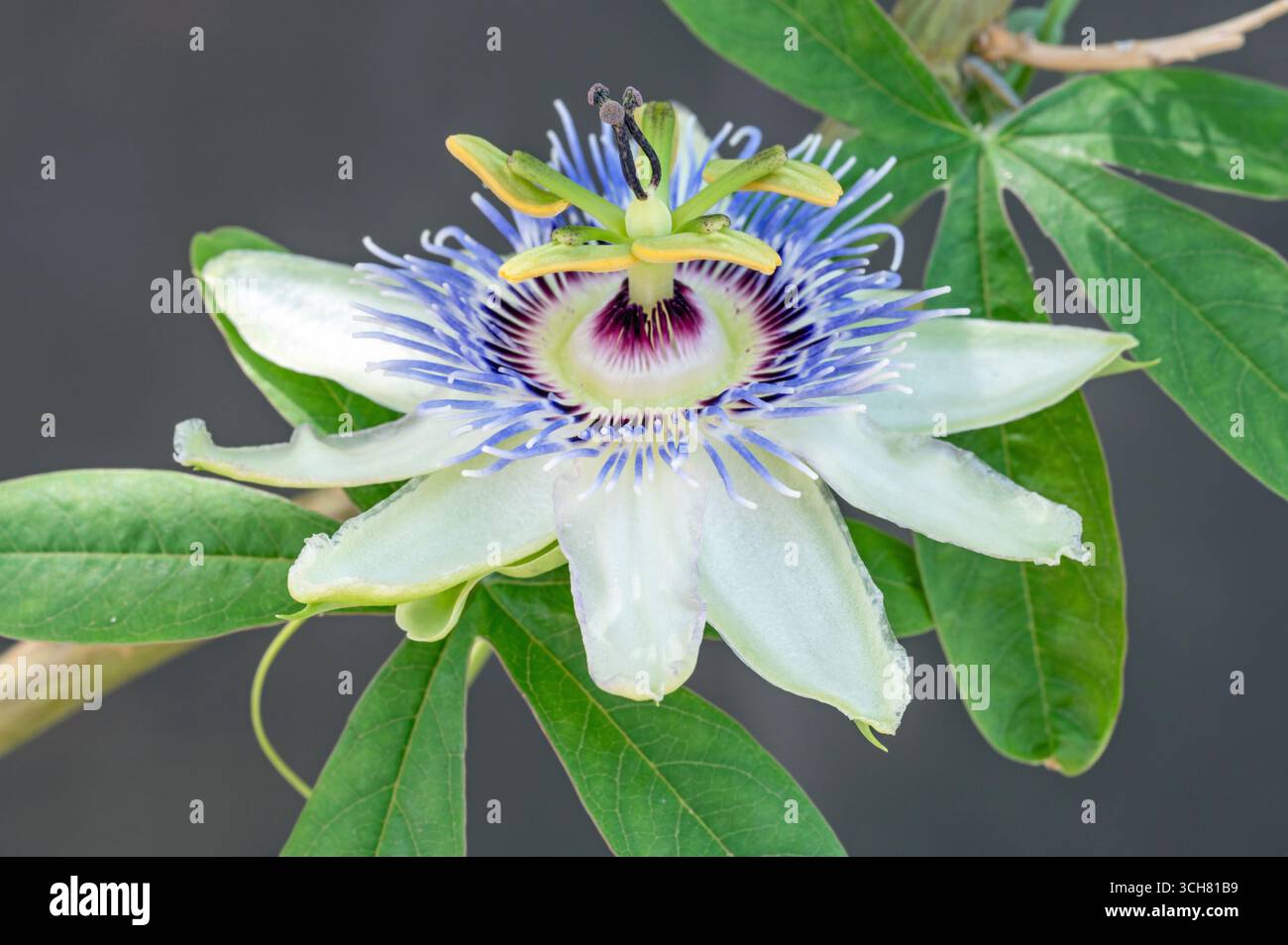 Blue Passionflower (Passiflora caerulea Stock Photo - Alamy