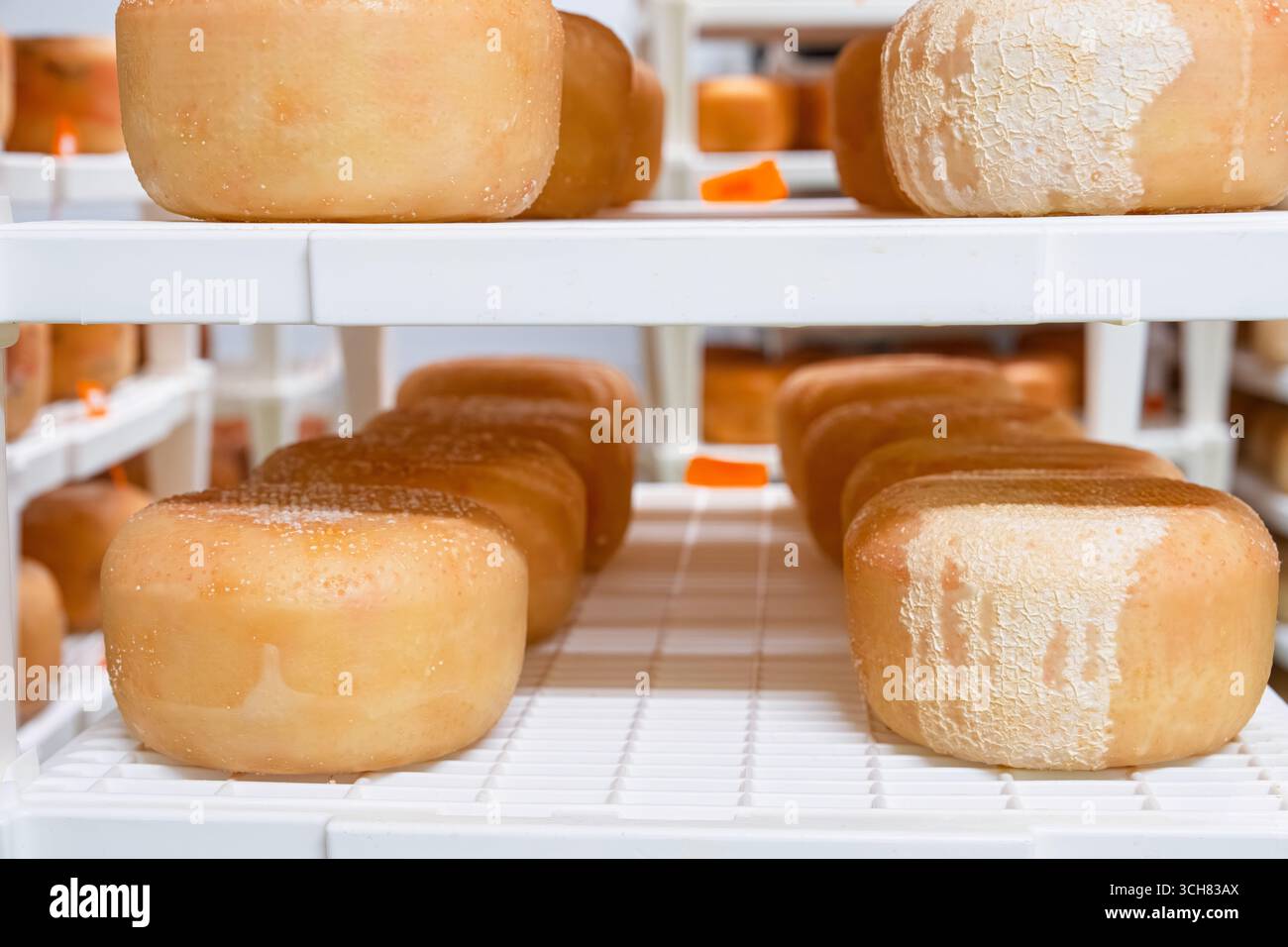 Aging Cheese Wheels Displayed on Shelves in a Storage Room for ...