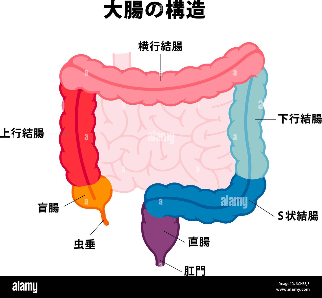 Large intestine anatomy vector illustration Stock Vector Image & Art ...