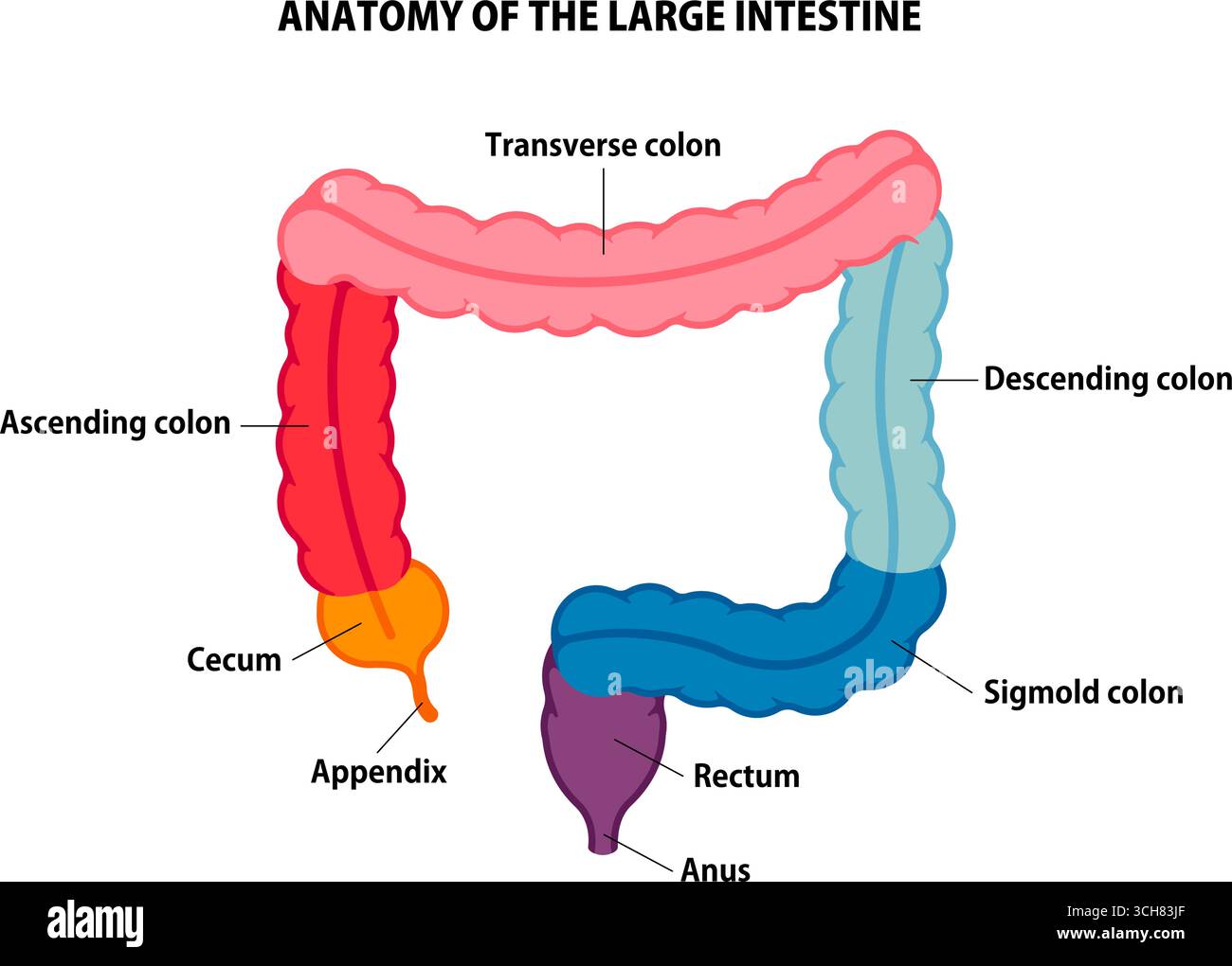 Intestine vector Cut Out Stock Images & Pictures - Alamy