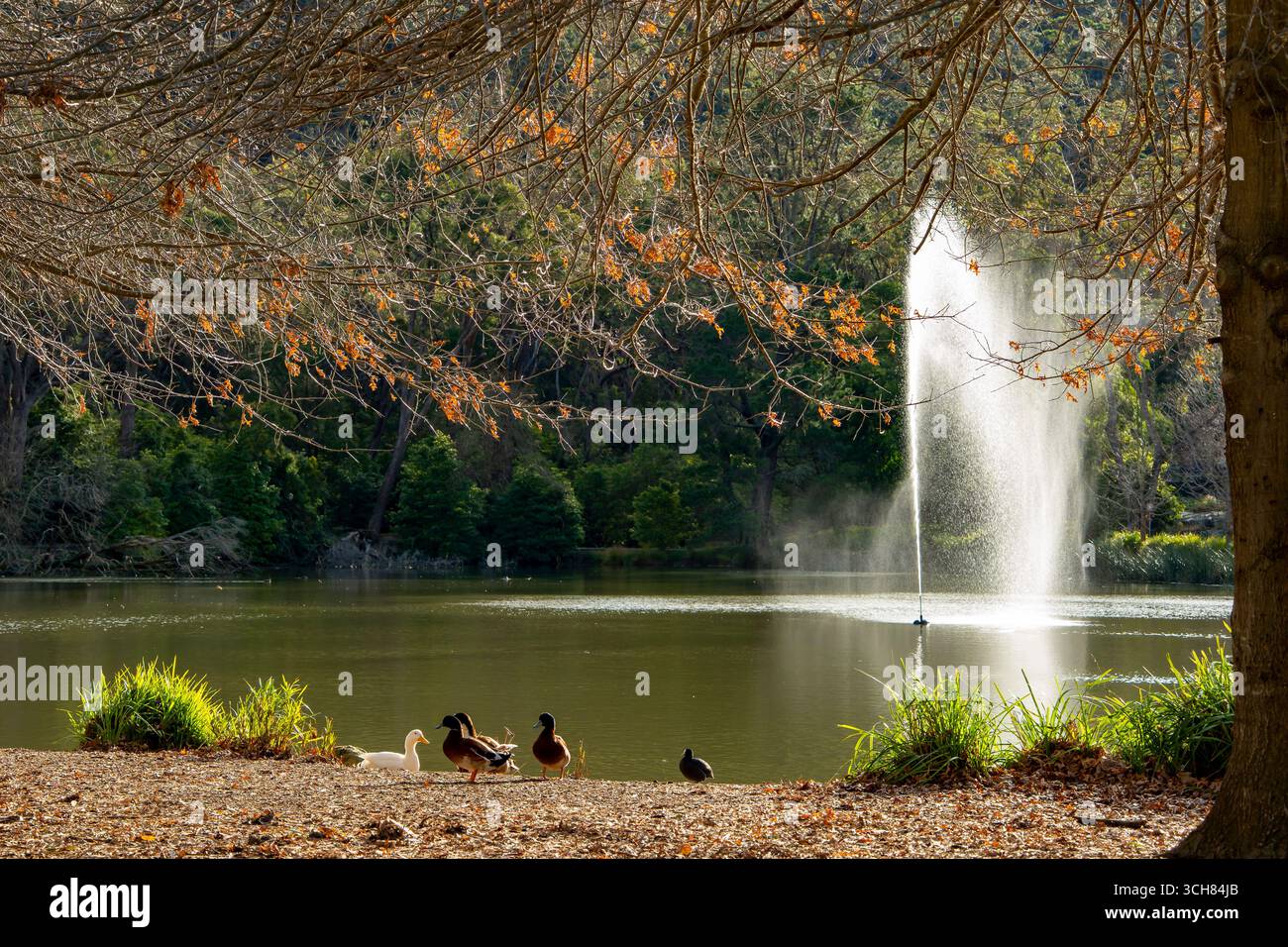 Lake Alexandra in Mittagong, NSW is a man made lake was built to supply ...