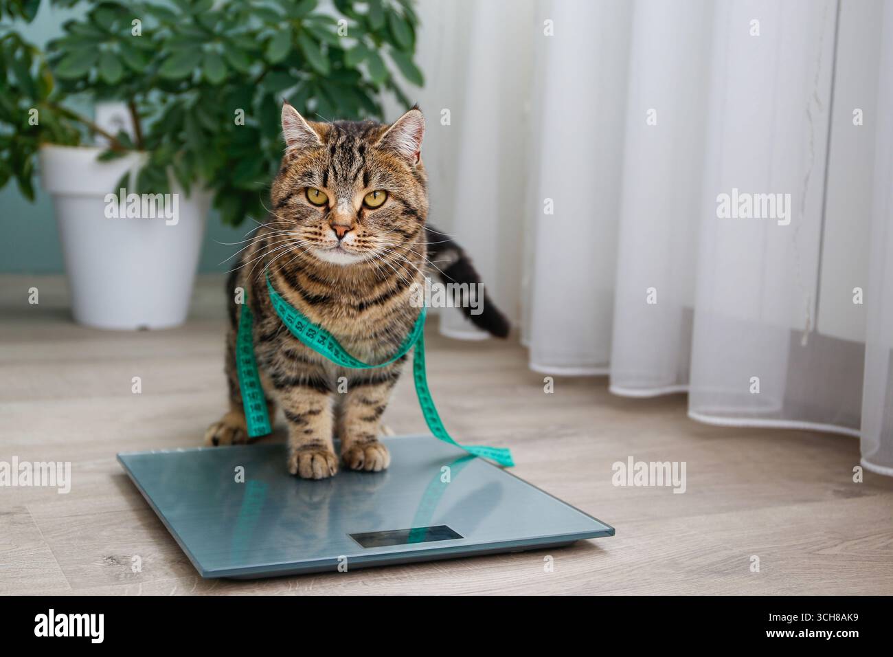 Cat length measuring instrument hi-res stock photography and images - Alamy