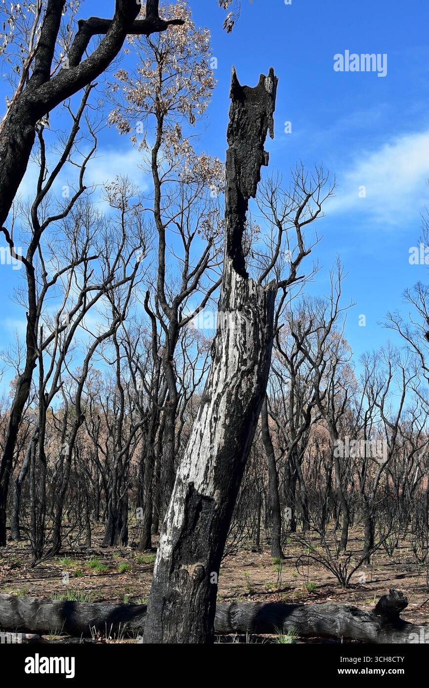 A burnt tree stump after a bushfire in Australia Stock Photo - Alamy