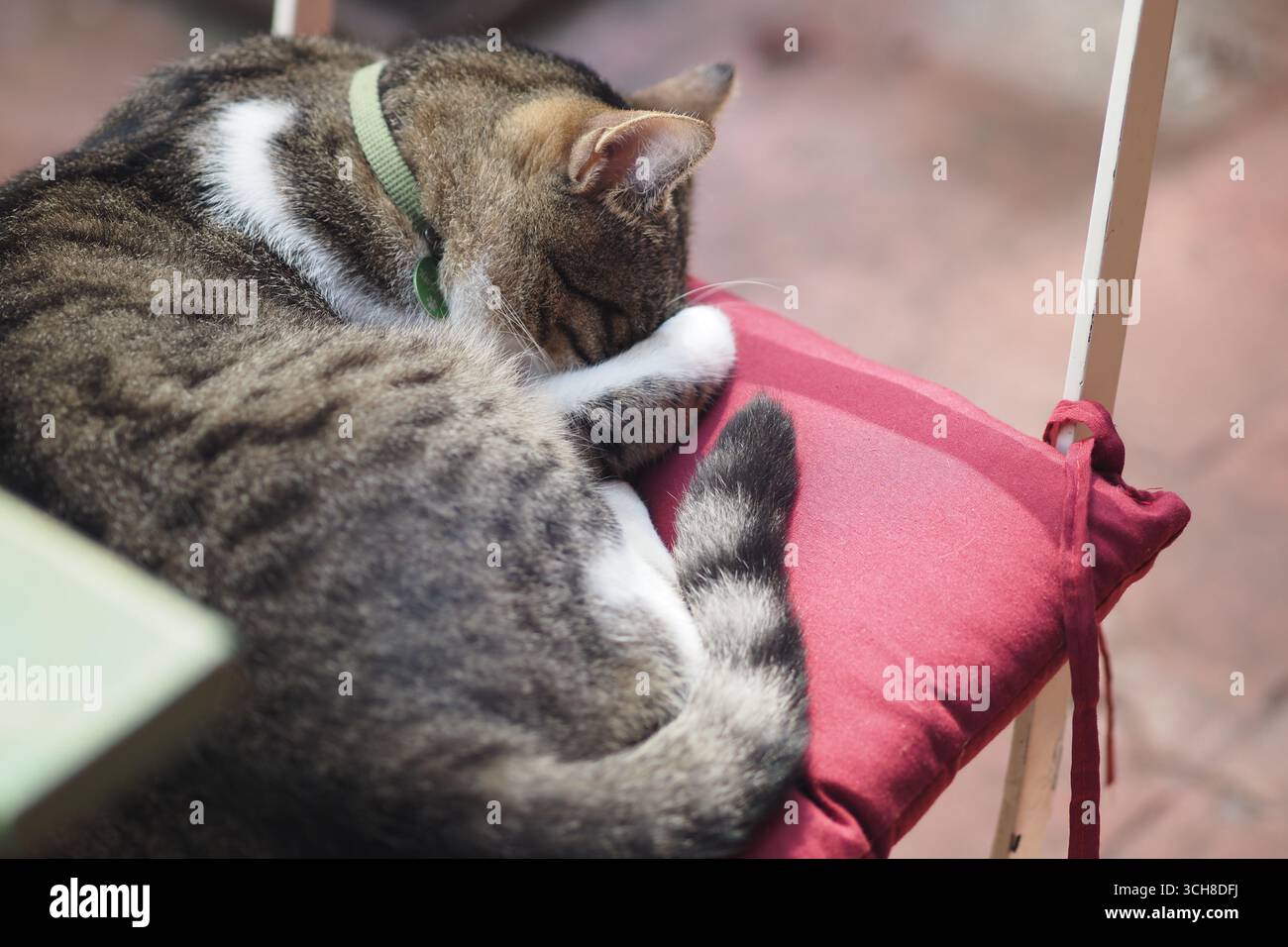 Tabby cat indoor setting hi-res stock photography and images - Alamy