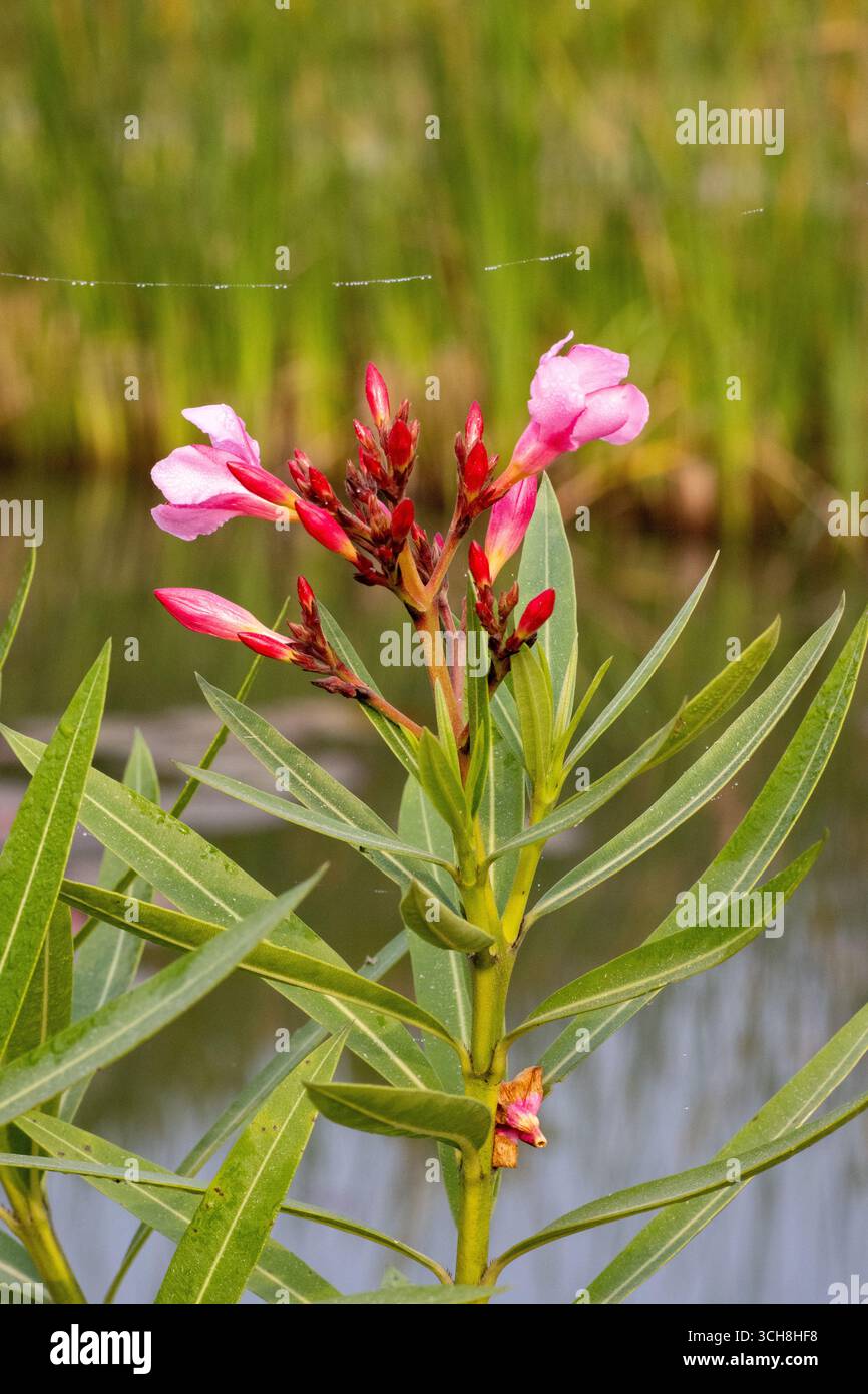 Pink Rosebay or Nerium oleander flower, leaf and stem on a natural ...