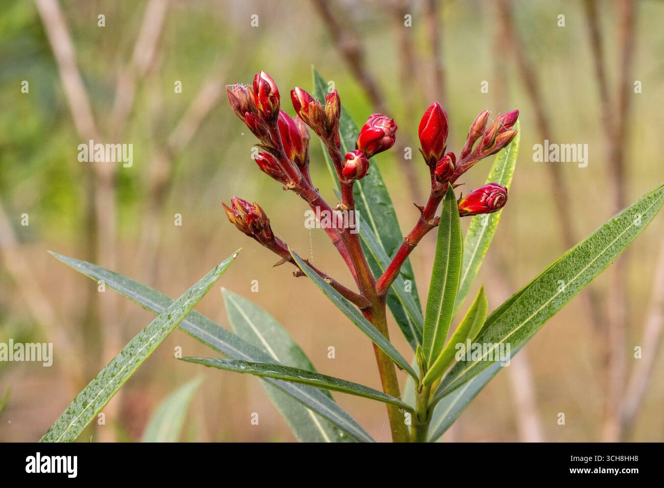 Pink Rosebay or Nerium oleander flower, leaf and stem on a natural ...