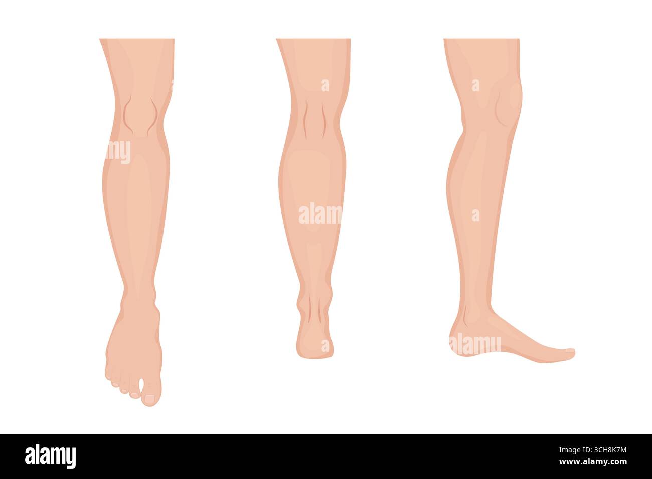 Male anatomy front and back view hi-res stock photography and images ...