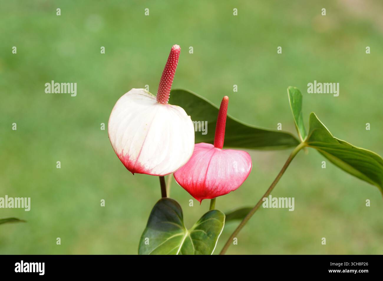 Anthurium 'Pr amalia elegance'. Close up white/pink variety Dutch ...