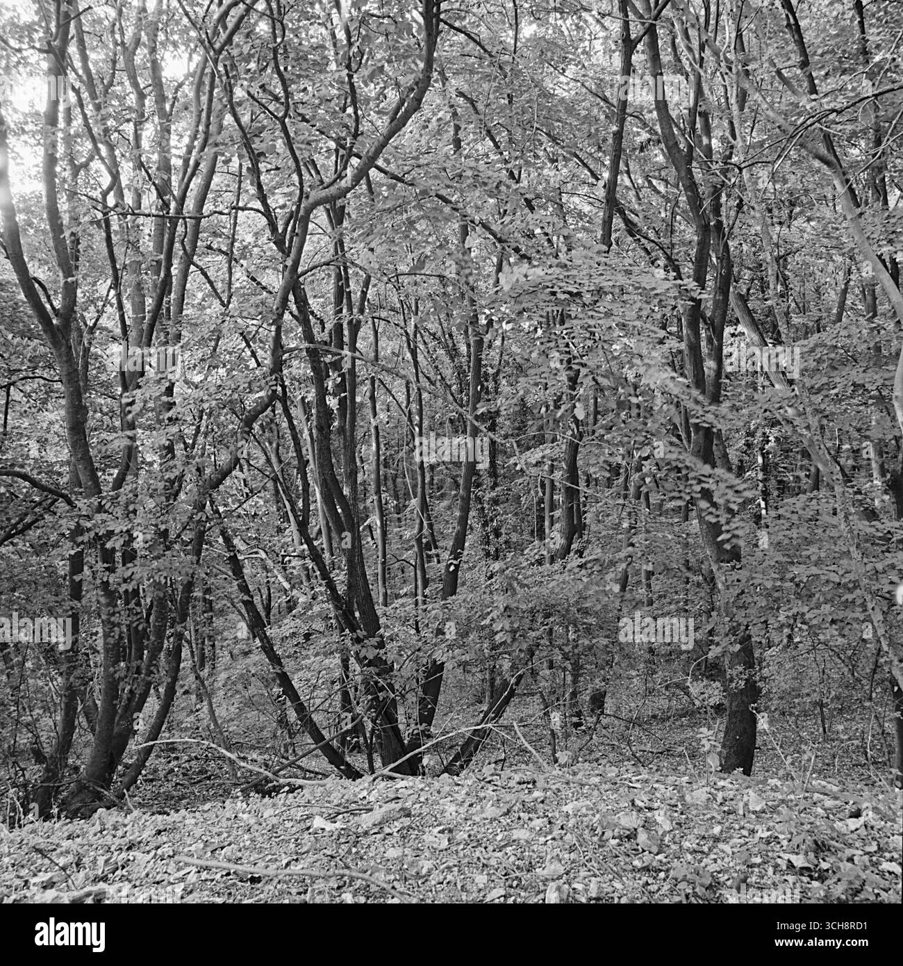 Tranquil atmosphere Black and White Stock Photos & Images - Alamy