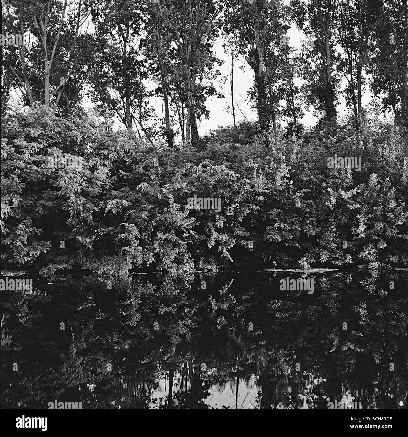 Water edge vegetation Black and White Stock Photos & Images - Alamy