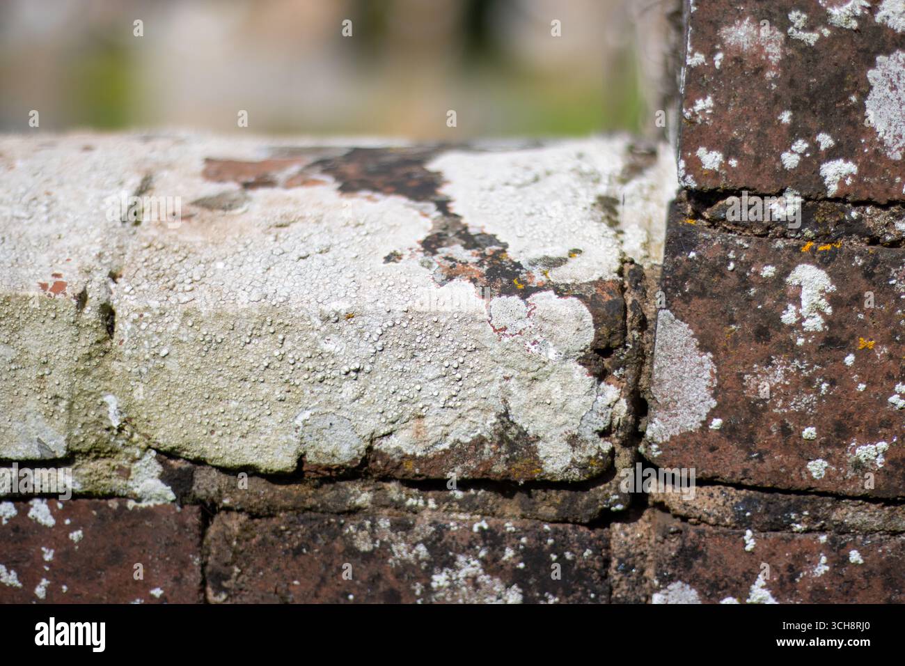 Lichen garden wall uk hi-res stock photography and images - Alamy