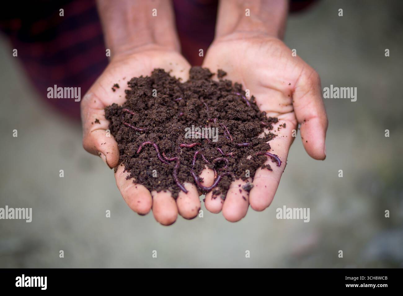 Hand holding compost with redworms. A farmer showing the worms in his ...
