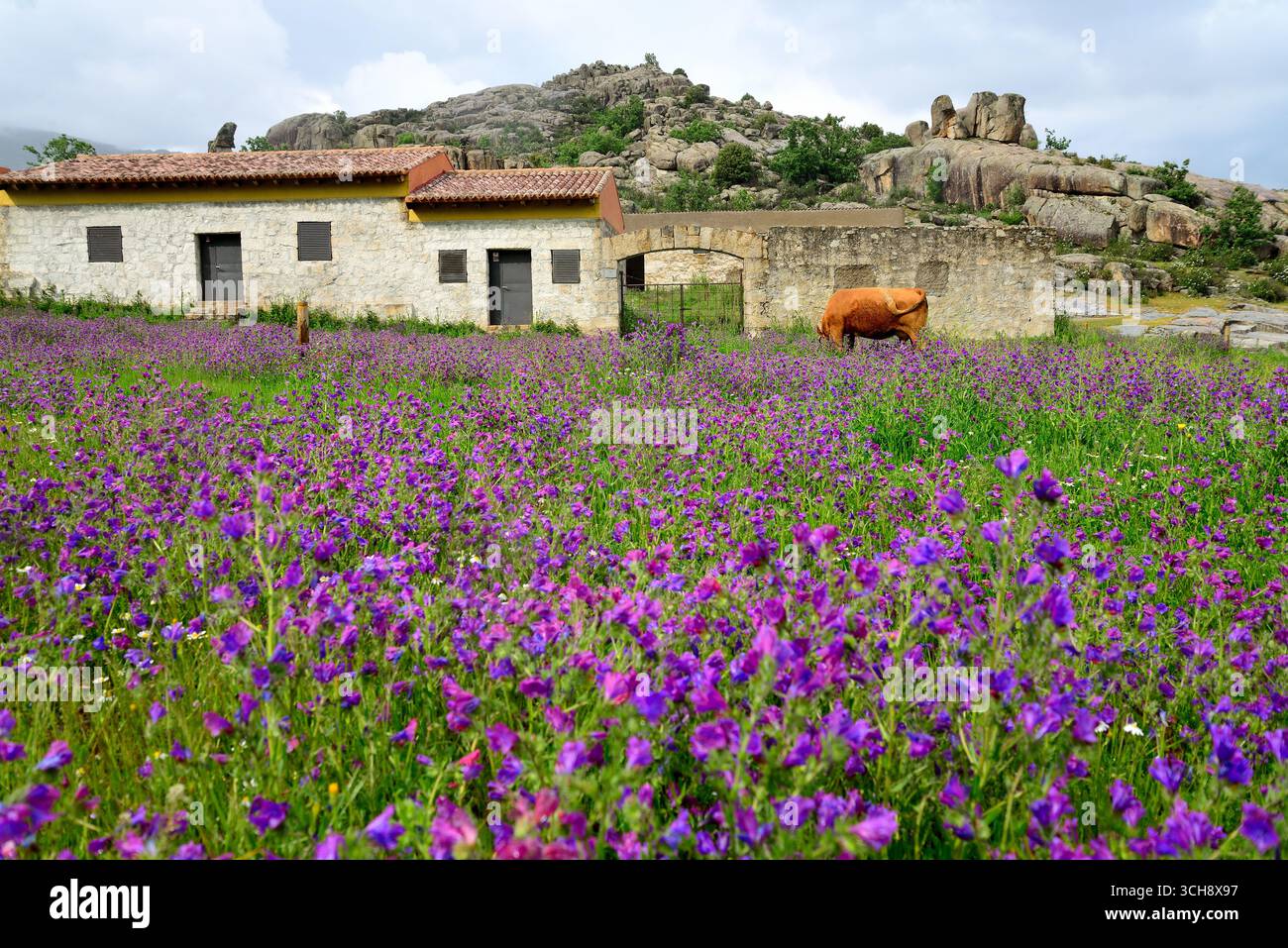 Old prison roof hi-res stock photography and images - Alamy
