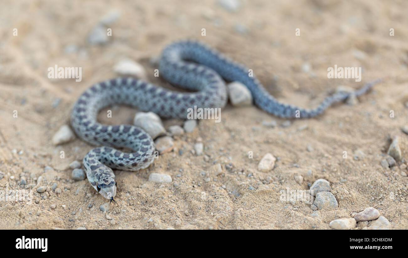 Pacific Gopher Snake juvenile warming on a trail with tongue out ...