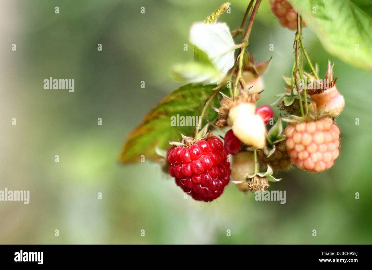 Natur 29.08.2025, Ostramondra, rote Himbeere Rubus idaeus neben noch ...