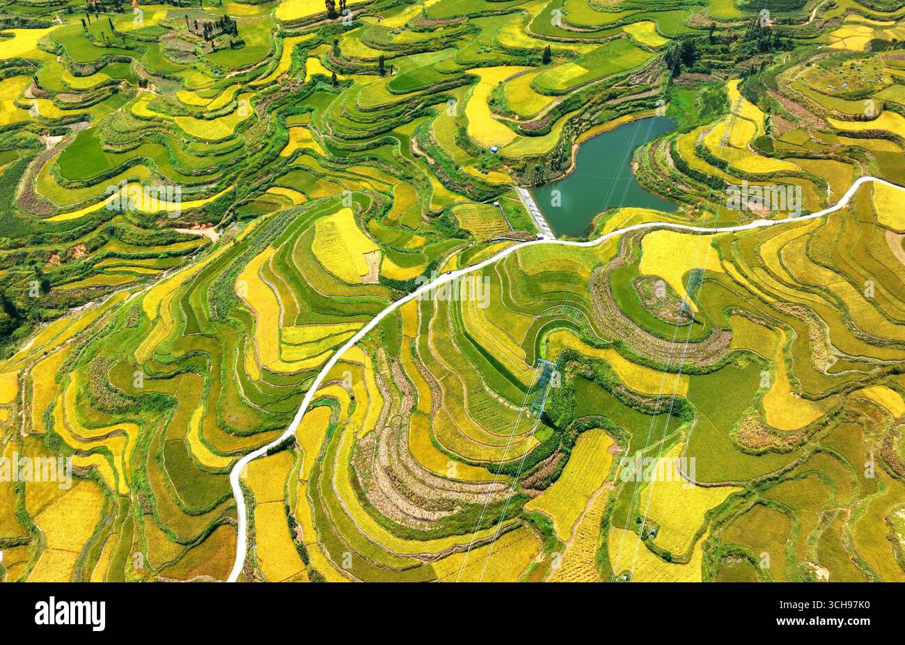 Aerial photo shows the autumn scenery of terraced fields in Qiannan ...