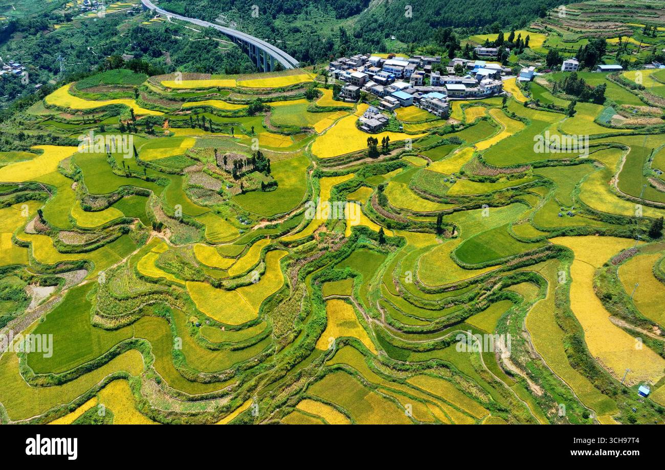 Aerial photo shows the autumn scenery of terraced fields in Qiannan ...
