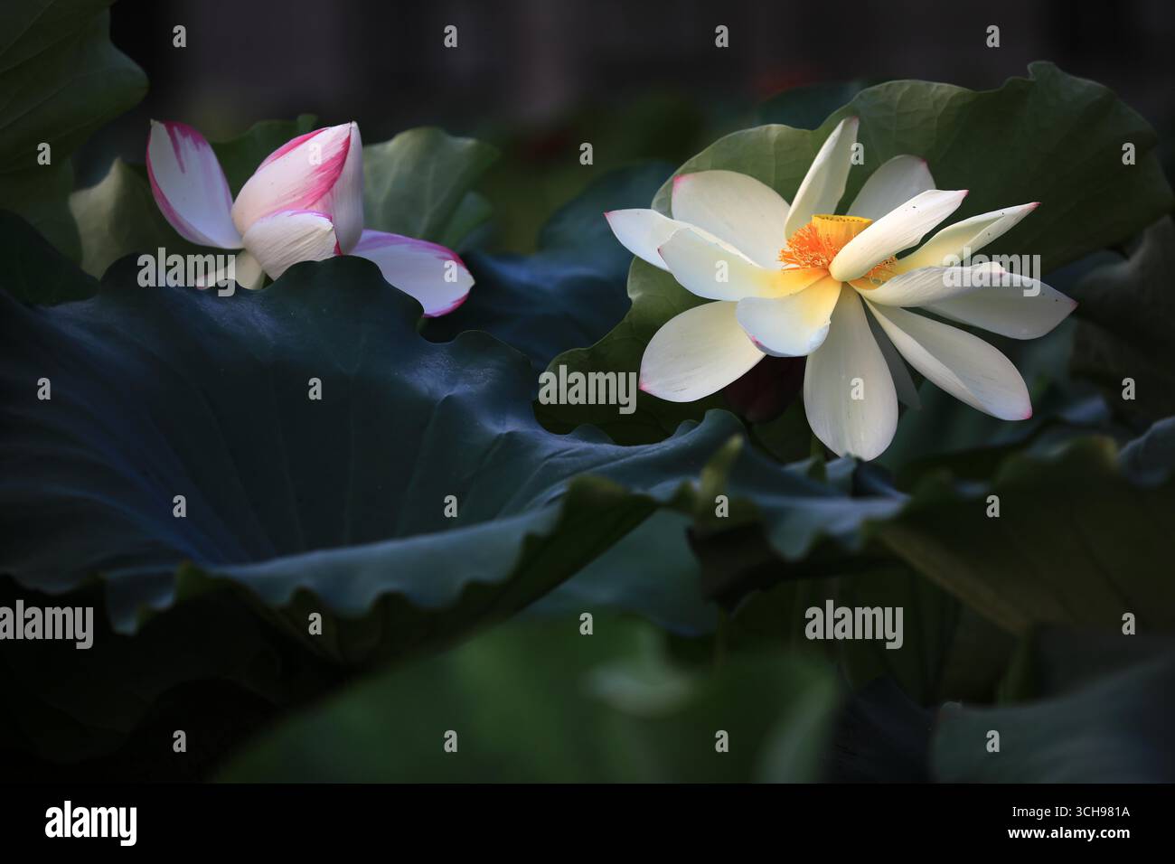 Lotus flowers bloom in Huai'an City, east China's Jiangsu Province, 29 ...