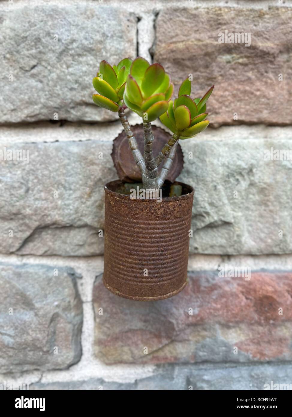 Creative upcycling idea showing old, rusty metal cans repurposed as ...