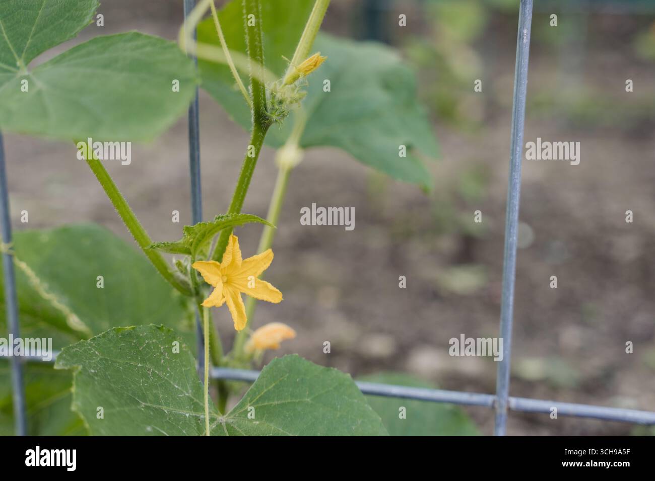Growing green cucumber on sunlight hi-res stock photography and images ...