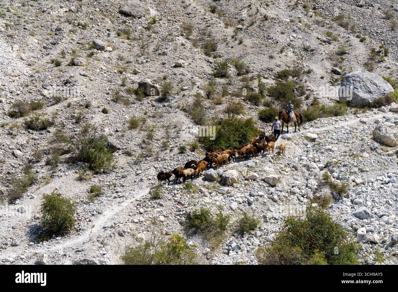 Large herd goats sheep hi-res stock photography and images - Alamy