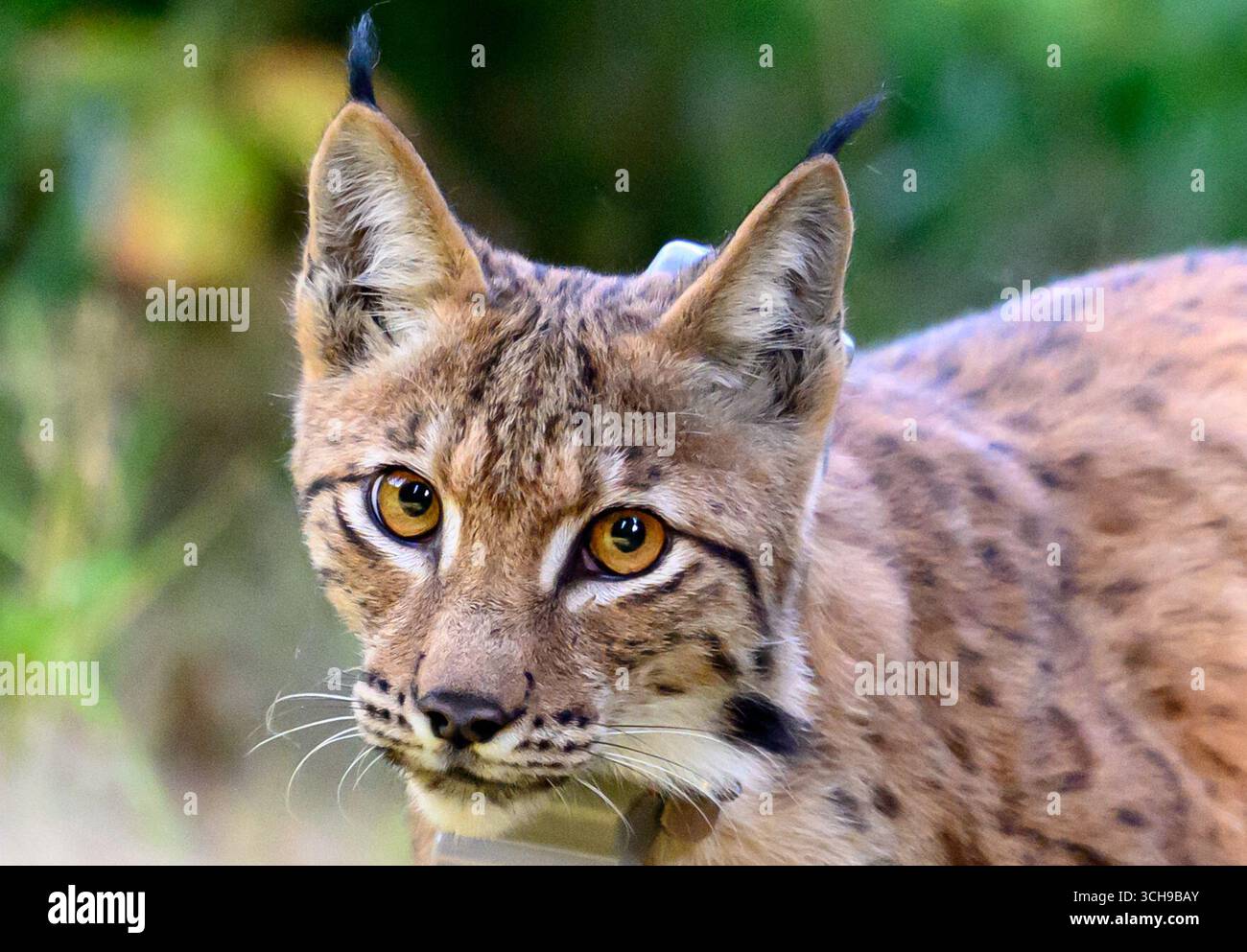 01 September 2025, Saxony, Eibenstock: The male lynx (Kuder) Charlie ...