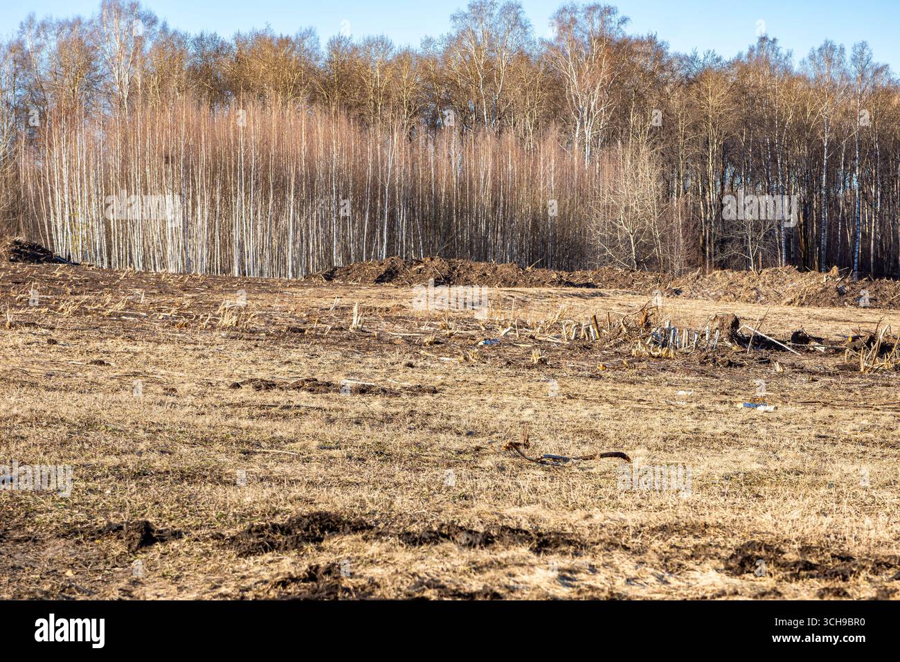 Empty ground after deforestation, devoid of vegetation and animal ...