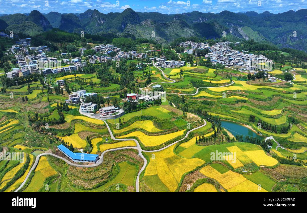 Aerial photo shows the autumn scenery of terraced fields in Qiannan ...