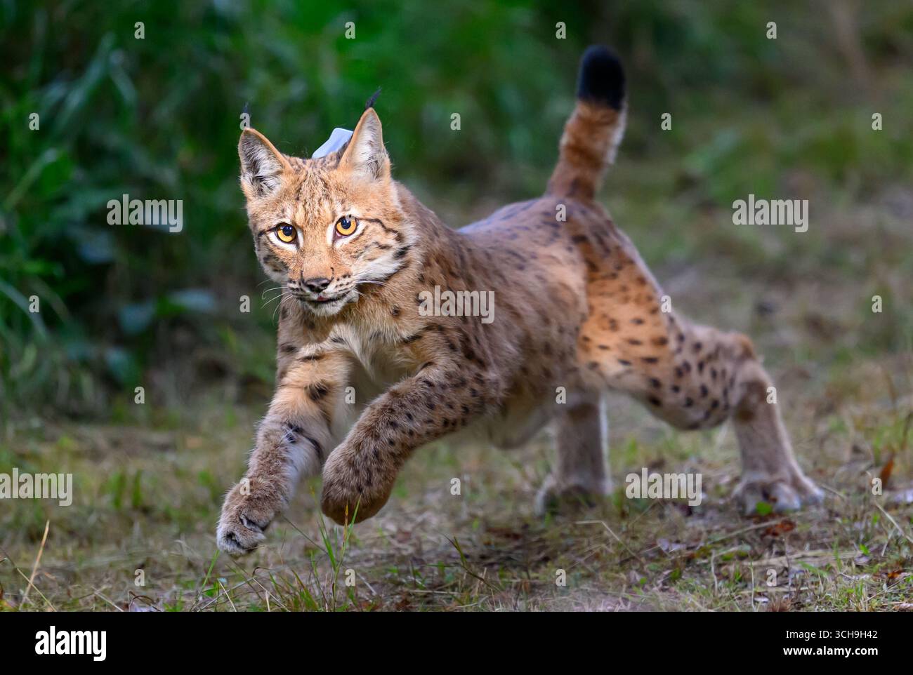 dpatop - 01 September 2025, Saxony, Eibenstock: The male lynx (Kuder ...