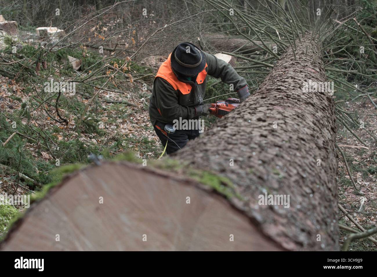 a lumberjack with a chainsaw cutting trees in the forest Lumberjack ...
