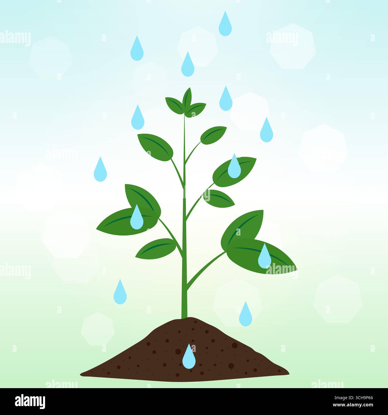 Watering plant. Pouring Water to Plant. Gardening. Growing plants ...