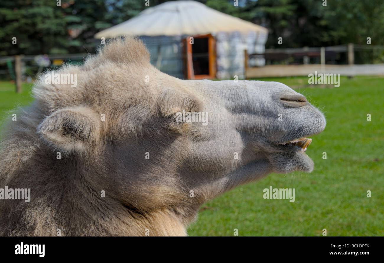 Camel funny expression hi-res stock photography and images - Alamy