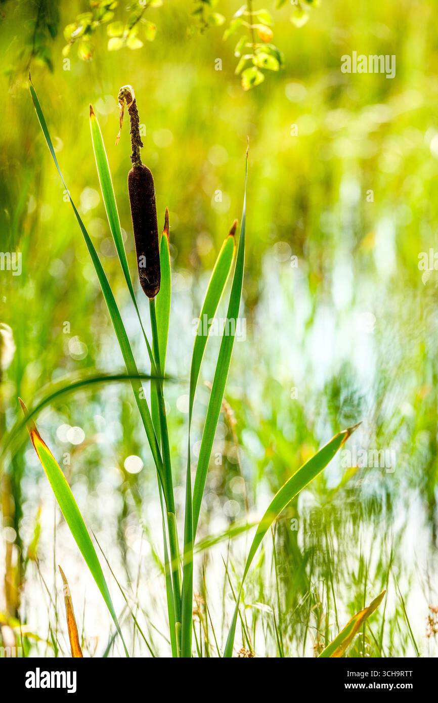 Common Bulrush / /Typha latifolia at Tregaron Bog or Cors Caron is a ...